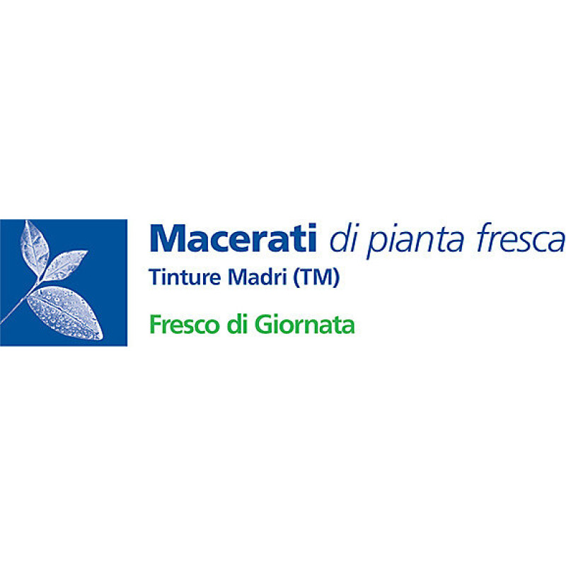 TM Erisimo (Sisymbrium officinale L. Scop.) Pianta Intera